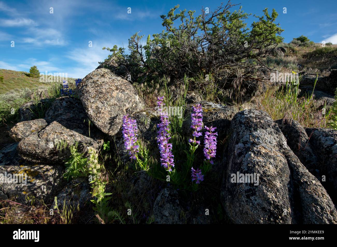 Alberta Beardtongue (Penstemon albertinus) in Boise National Forest ...