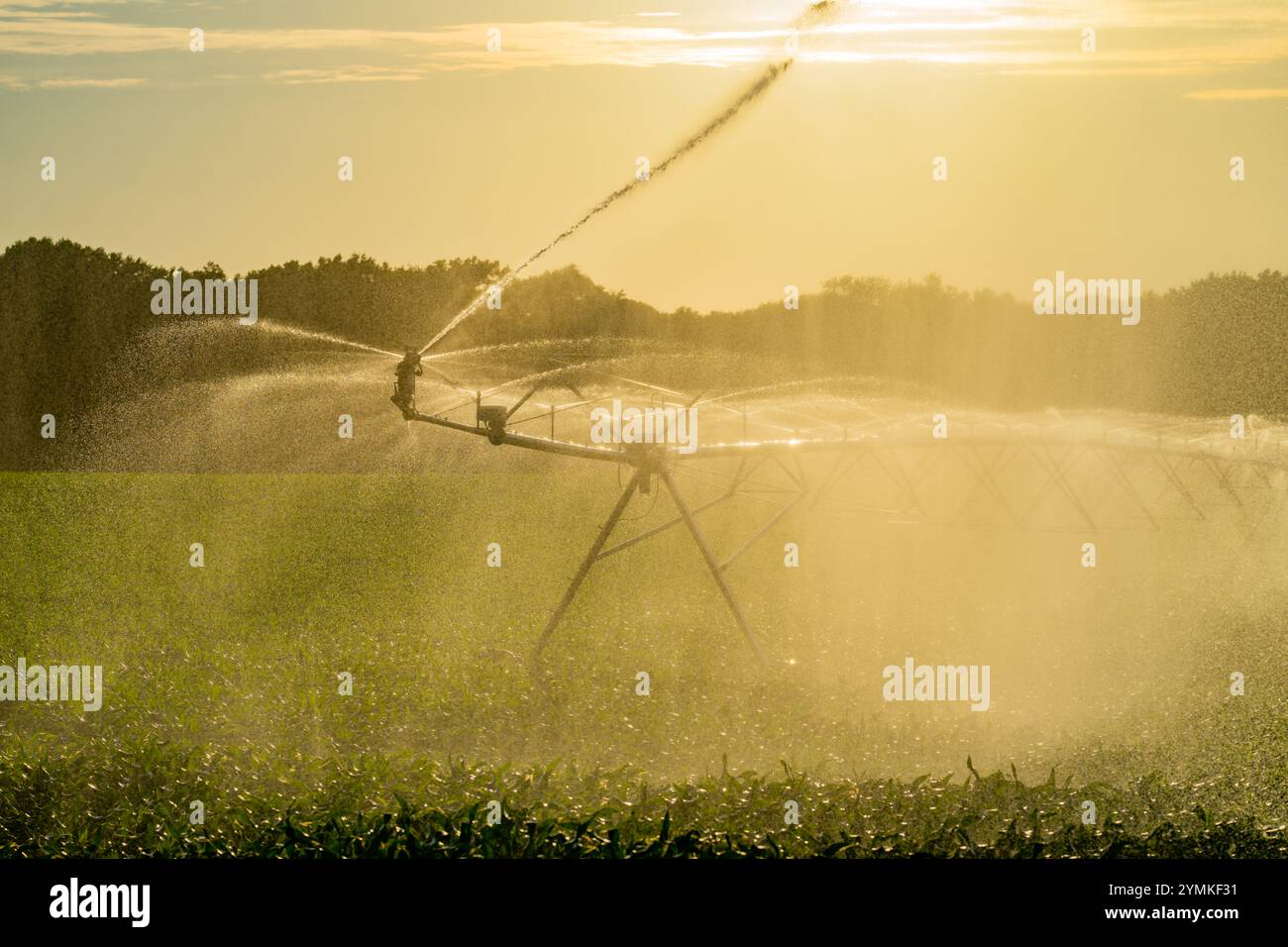 Irrigation system used to water plants on a farm. Sunset, irrigation ...