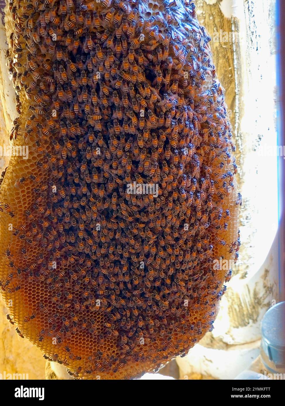 small wild honey bees nest colony, Bees are winged insects closely ...