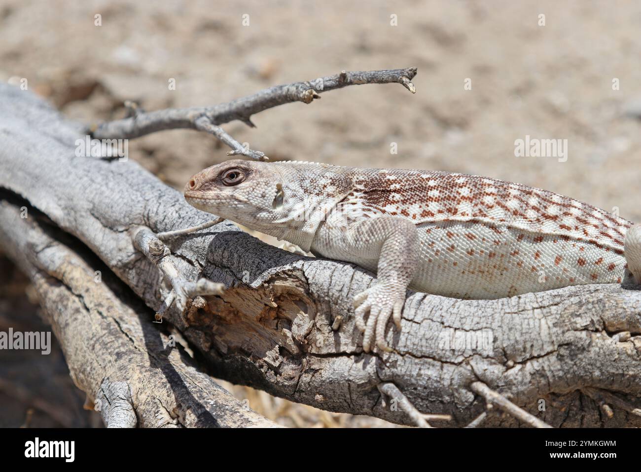 Desert Iguana Pet