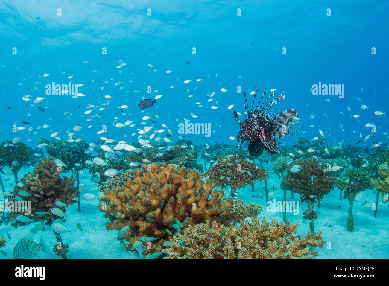 One of the largest artificial coral reefs in the Maldives where corals ...