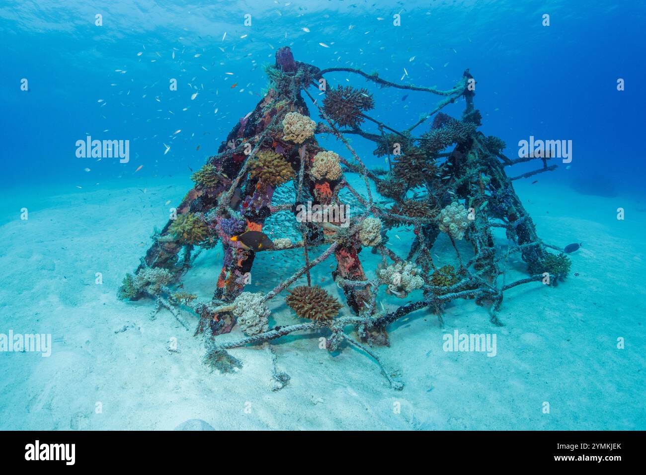 One of the largest artificial coral reefs in the Maldives where corals ...