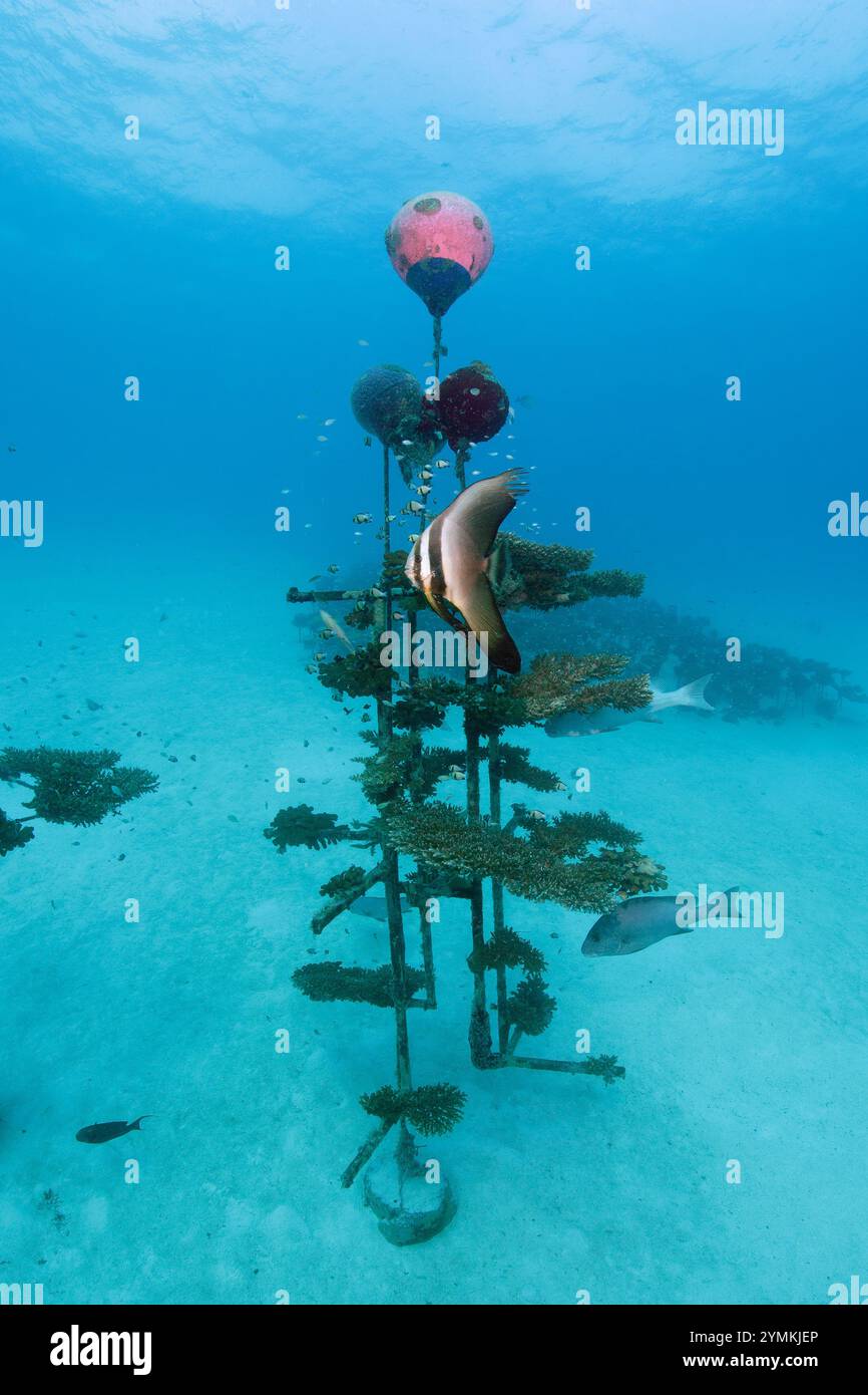 One of the largest artificial coral reefs in the Maldives where corals ...