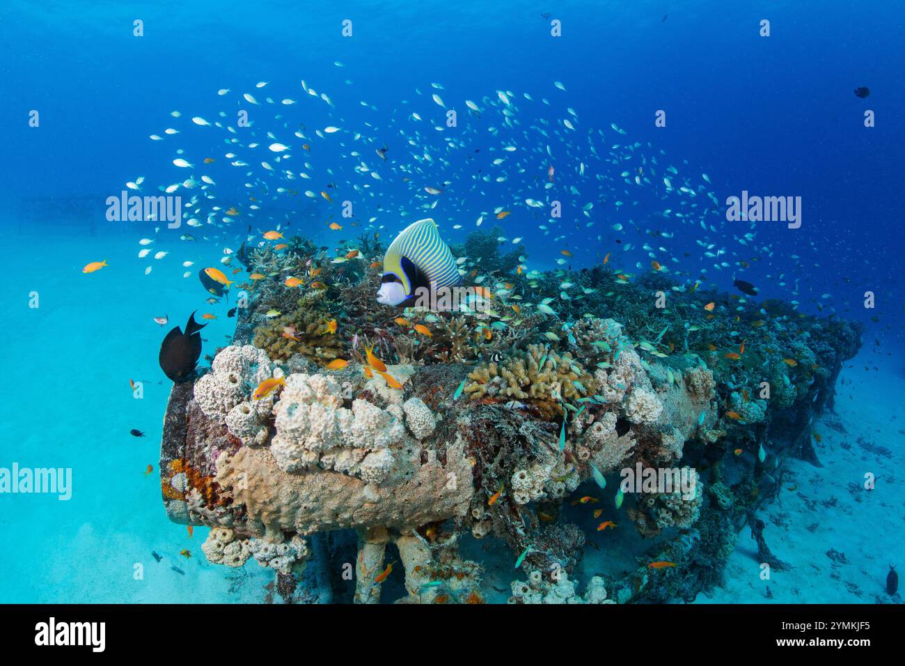 One of the largest artificial coral reefs in the Maldives where corals ...