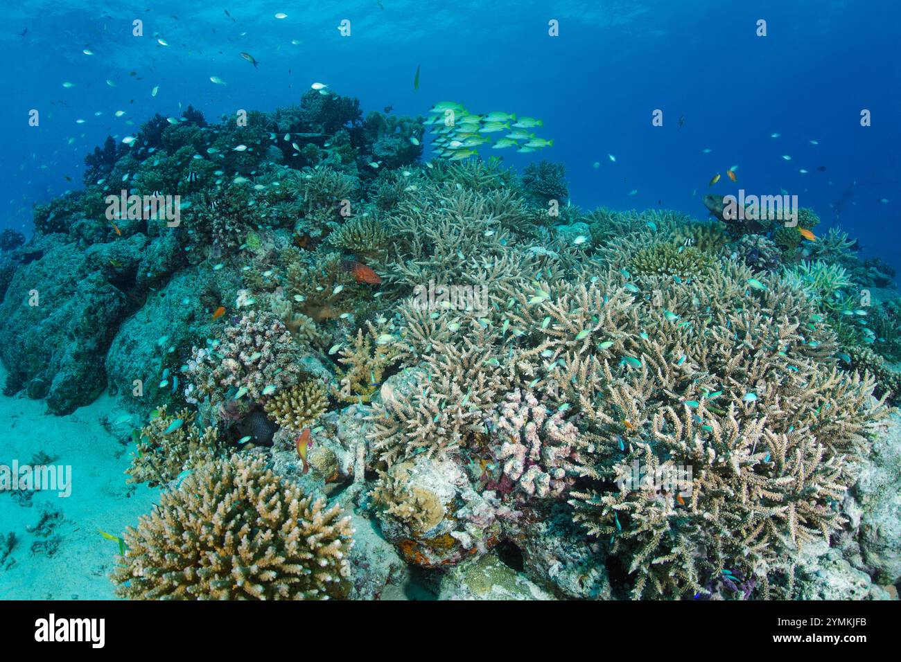 One of the largest artificial coral reefs in the Maldives where corals ...