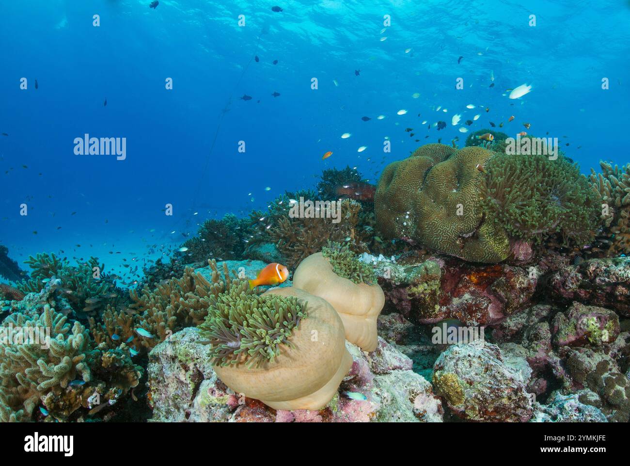 Man made underwater structure hi-res stock photography and images - Alamy