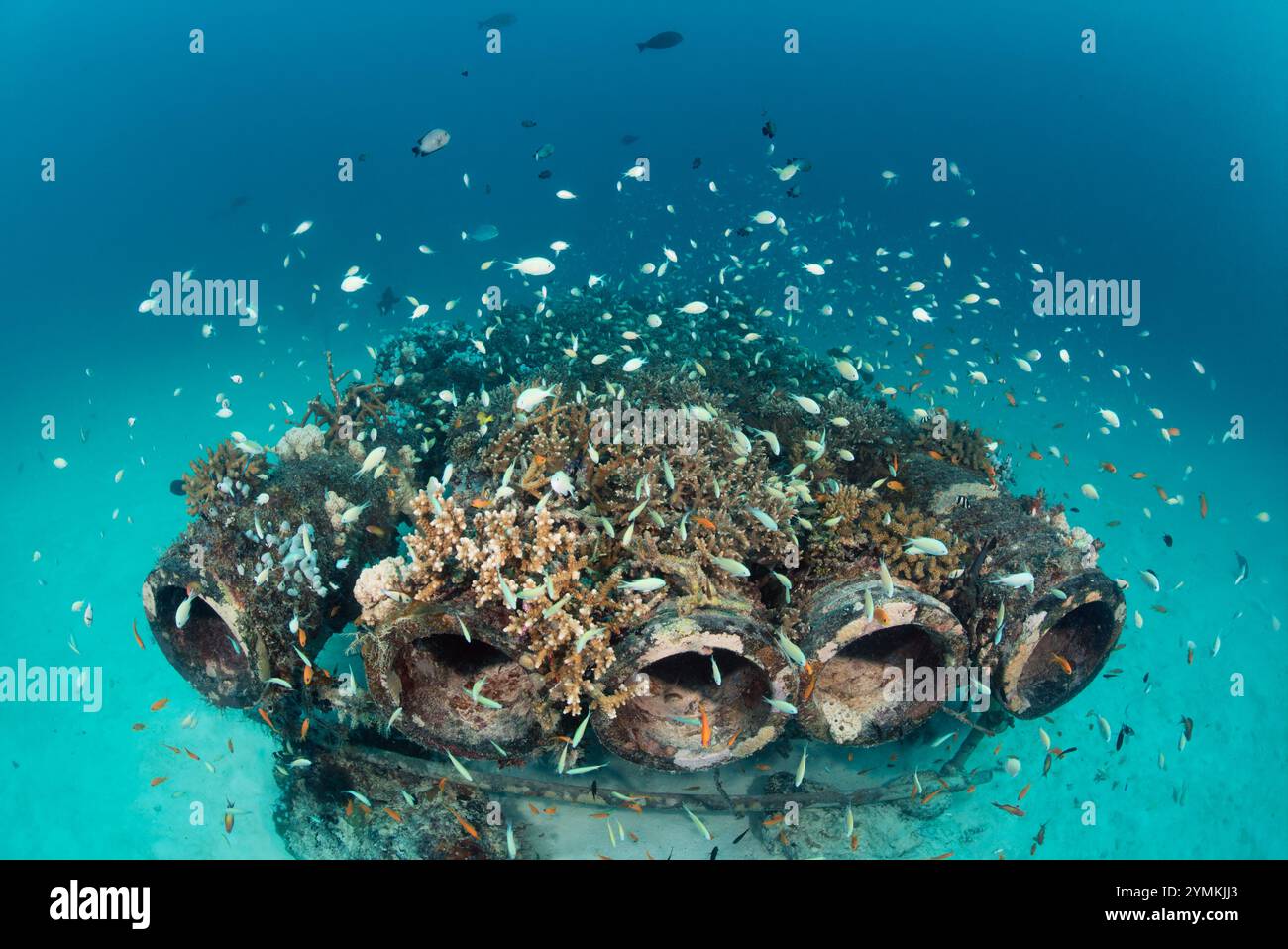 One of the largest artificial coral reefs in the Maldives where corals ...