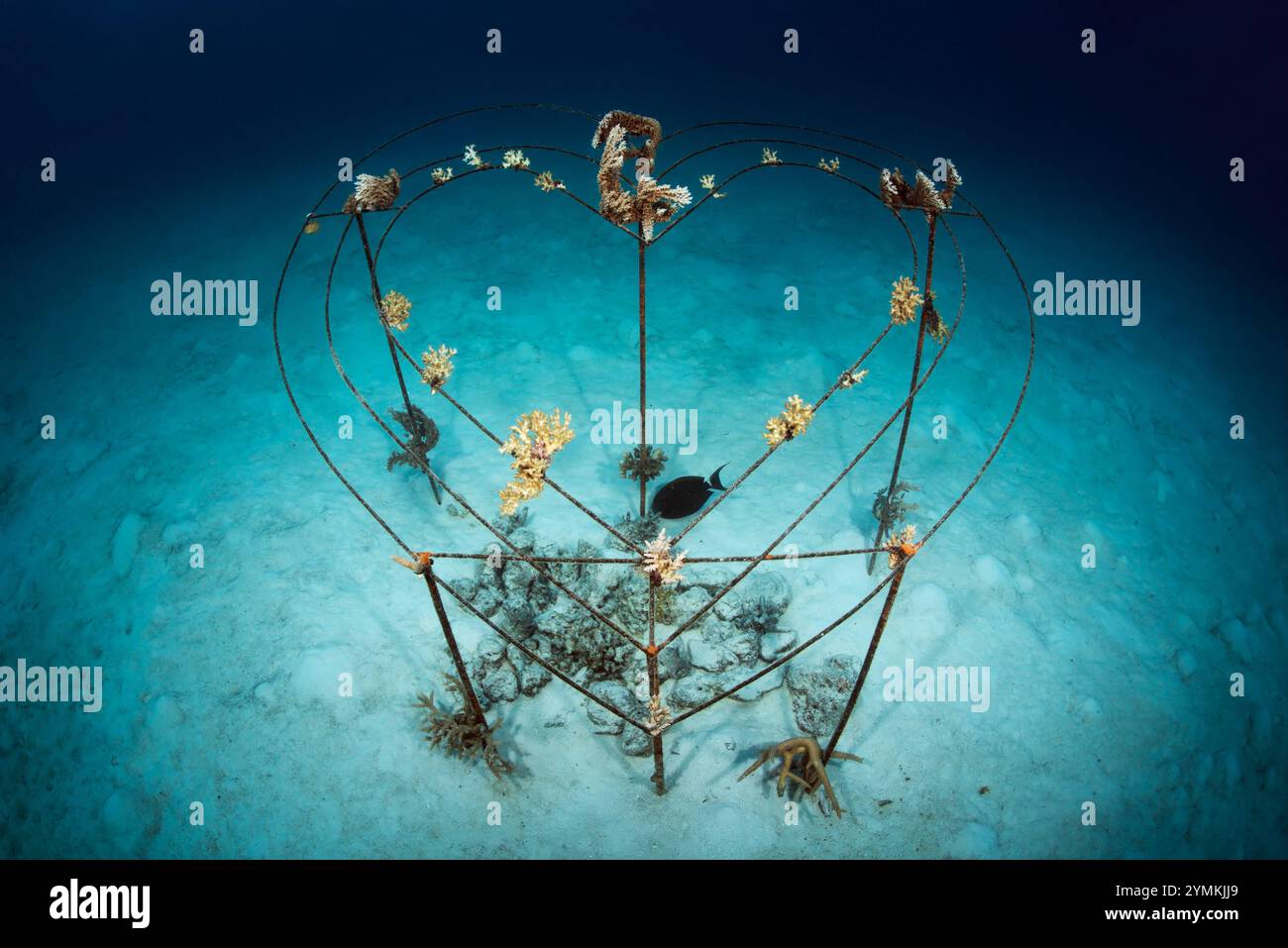 One of the largest artificial coral reefs in the Maldives where corals ...