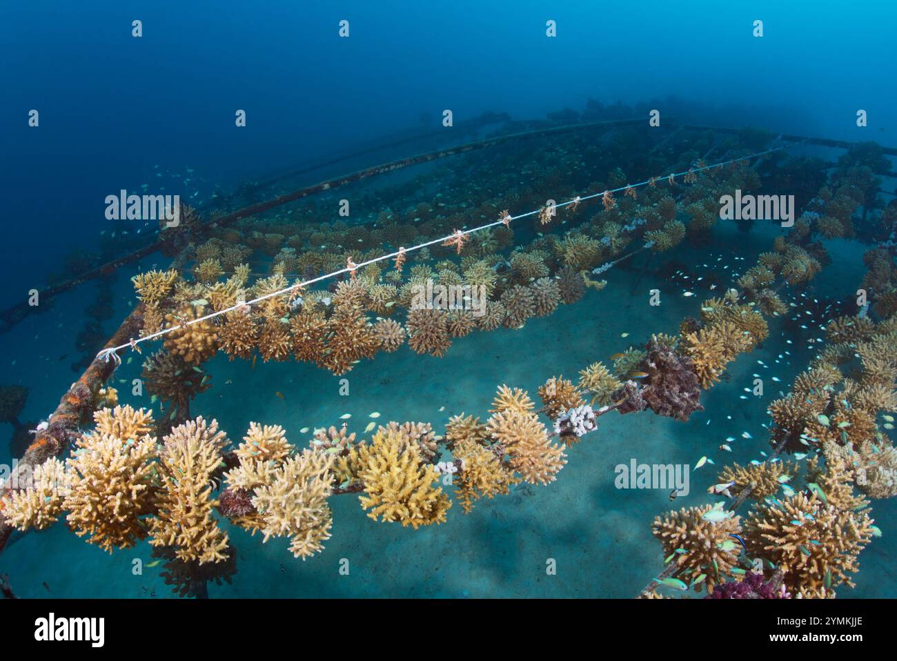 One of the largest artificial coral reefs in the Maldives where corals ...
