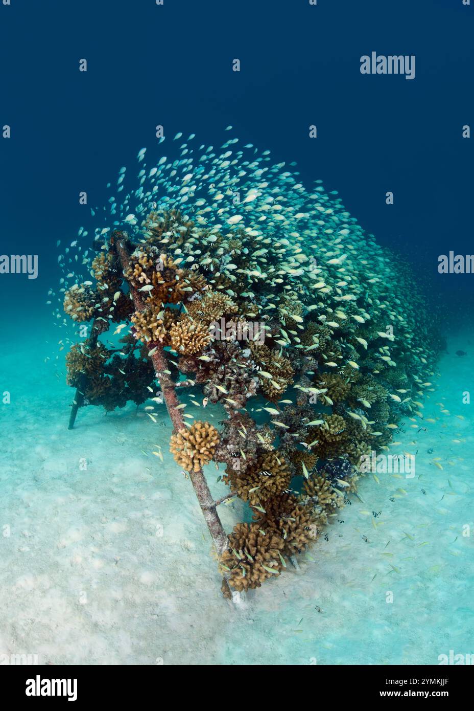 One of the largest artificial coral reefs in the Maldives where corals ...