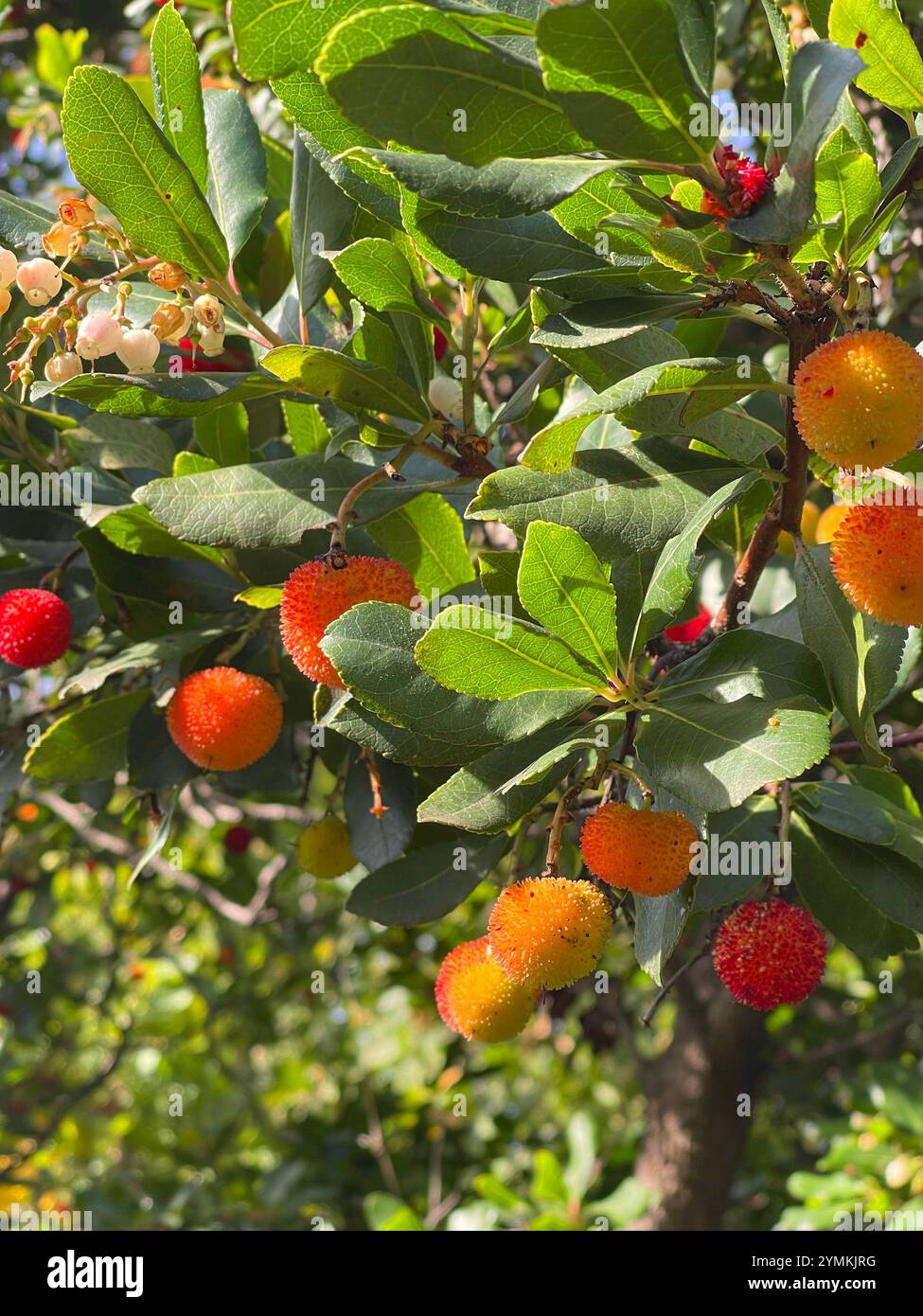 Fruit and leaves of wax berry on tree. Sunny fall day in Italy ...