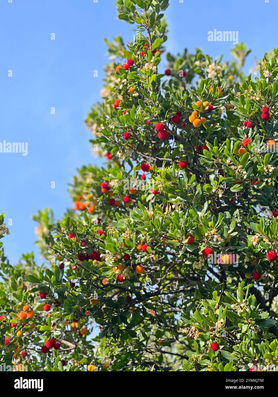 Fruit and leaves of wax berry on tree. Sunny fall day in Italy ...