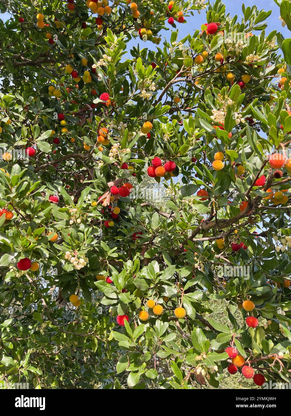 Fruit and leaves of wax berry on tree. Sunny fall day in Italy ...