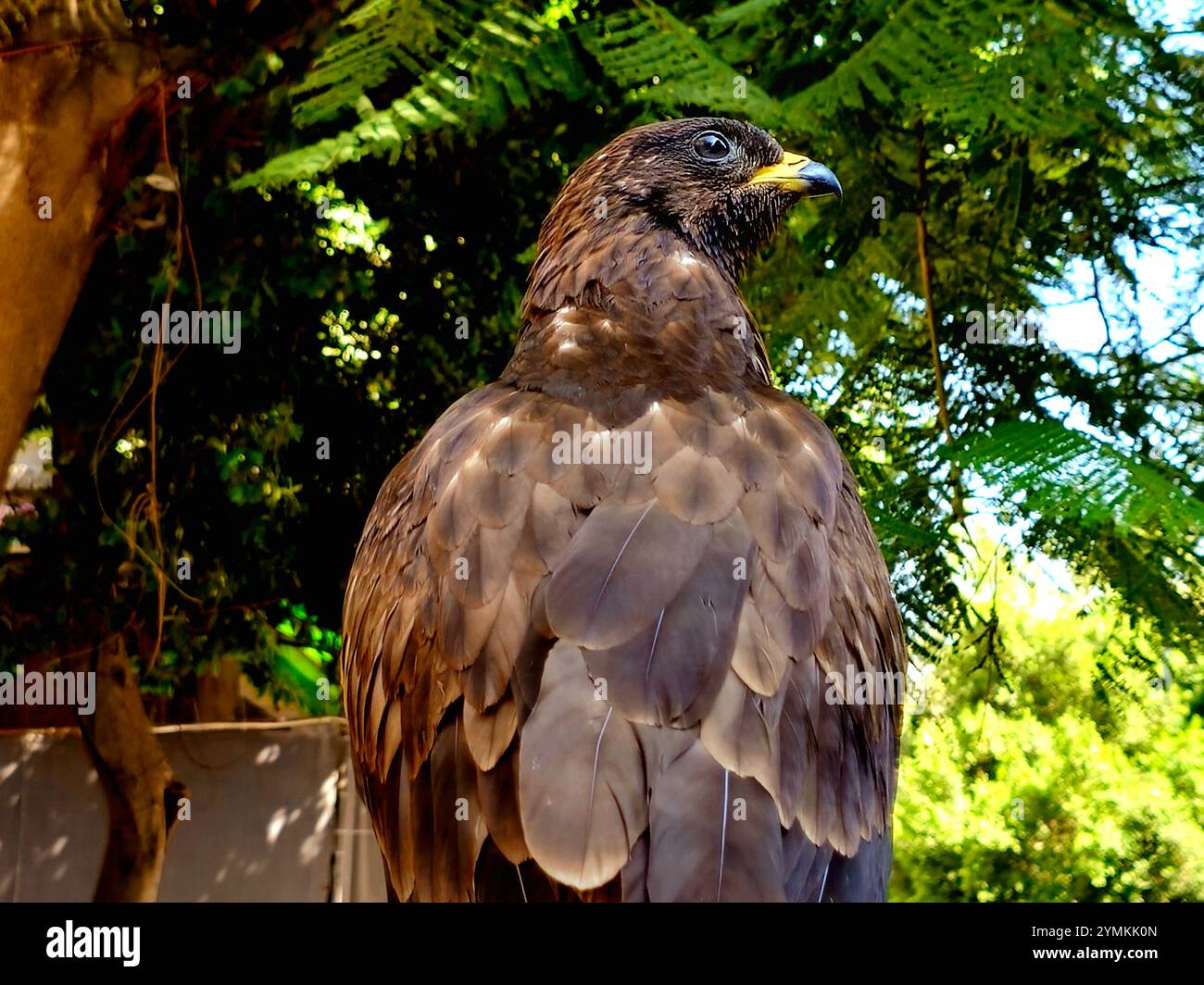 Honey buzzard, Pernis Falco apivorus, family Accipitridae, a genus of birds in the raptor ...