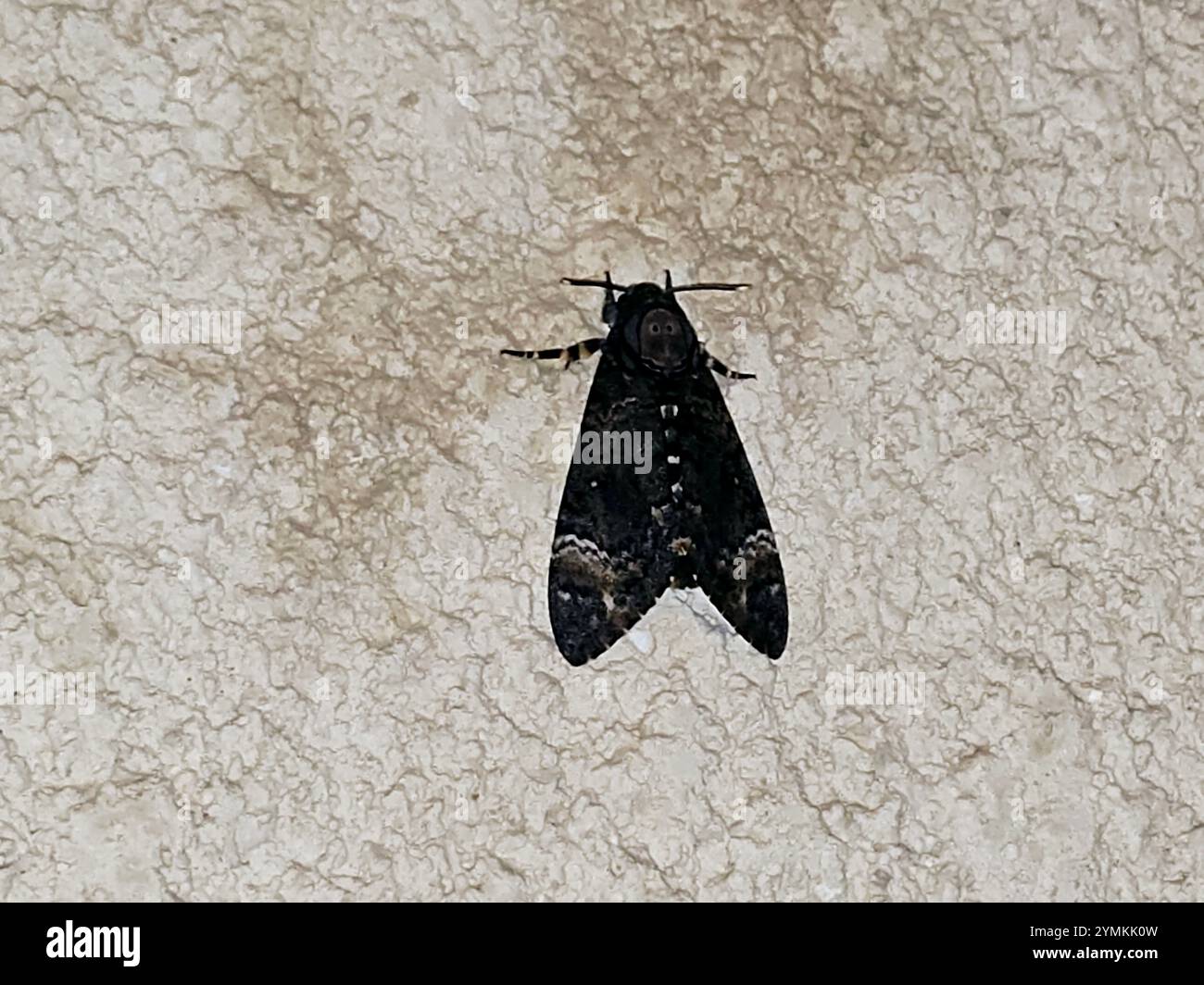A moth insect on the wall, Moths are a group of insects that includes ...