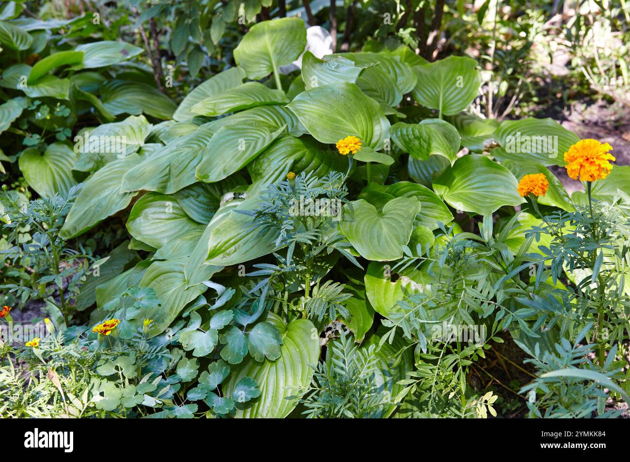 Beautiful Hosta leaves. Hosta - an ornamental plant for landscaping ...