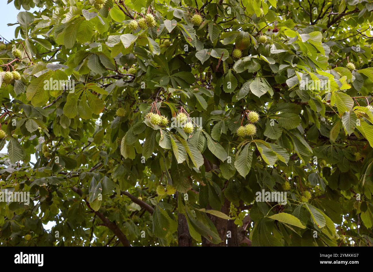 Abstract image of ripe chestnut in autumn park. Horse-chestnuts on ...