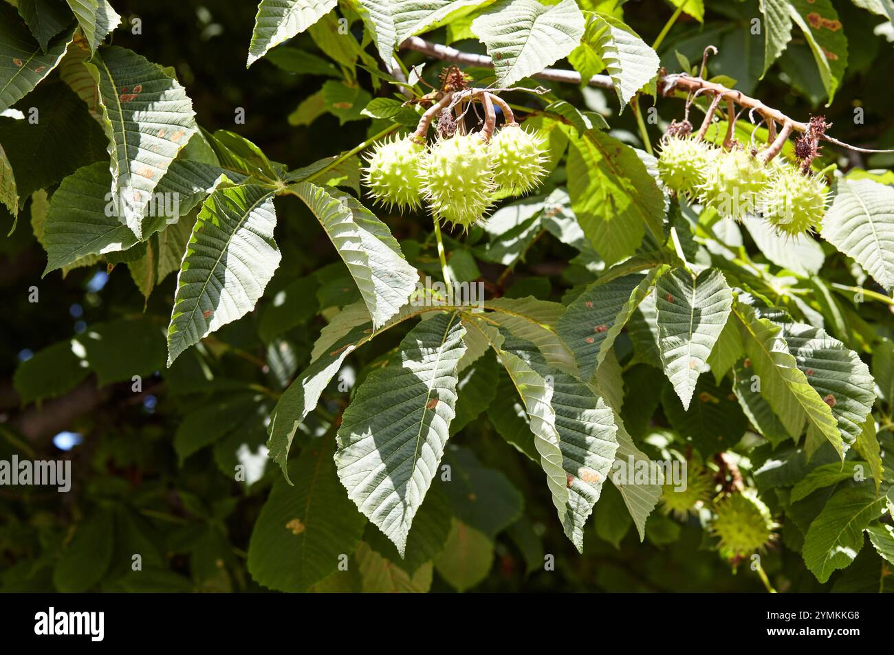 Abstract image of ripe chestnut in autumn park. Horse-chestnuts on ...