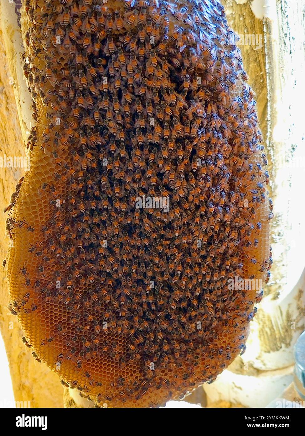 small wild honey bees nest colony, Bees are winged insects closely related to wasps and ants ...