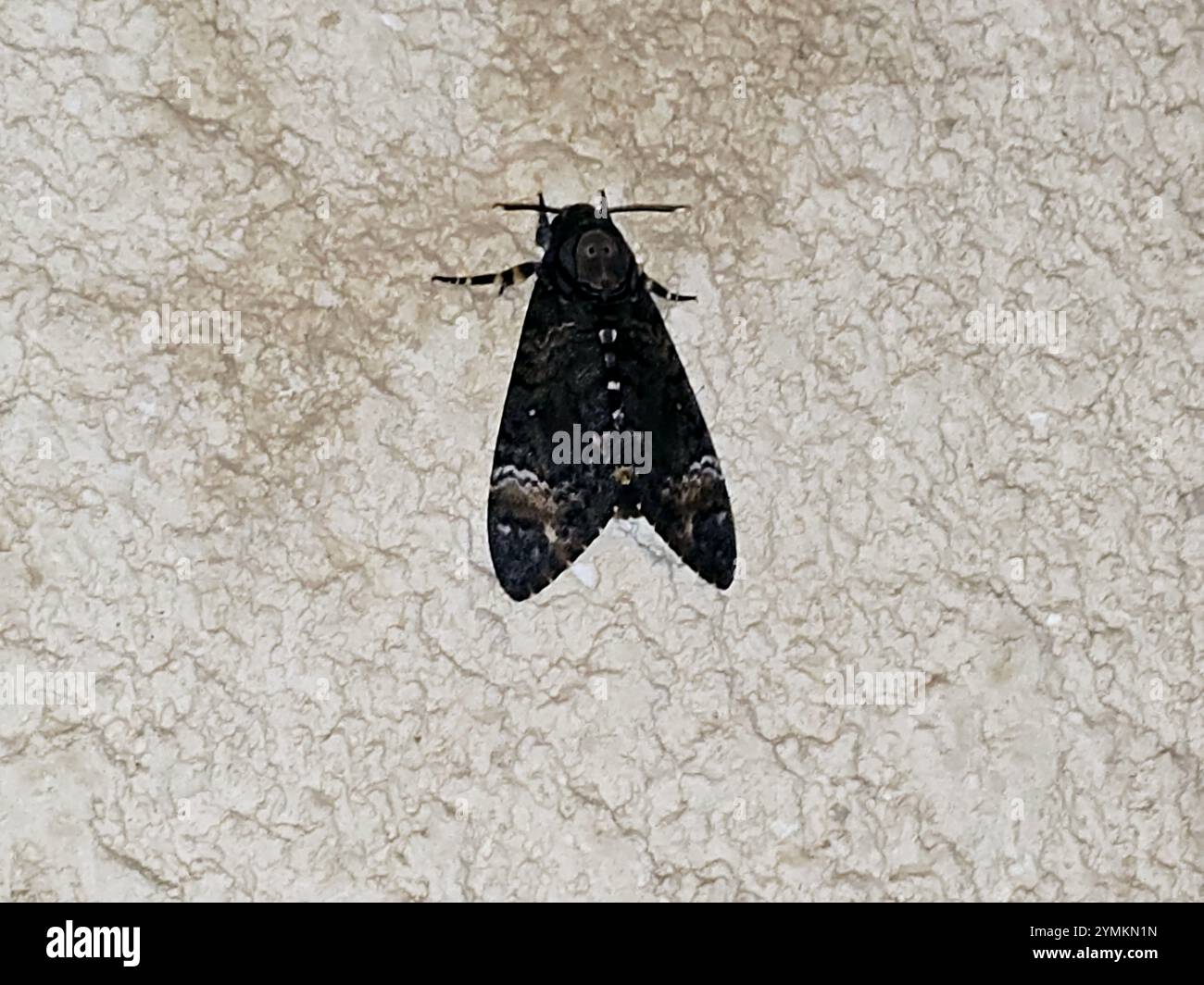 A moth insect on the wall, Moths are a group of insects that includes ...
