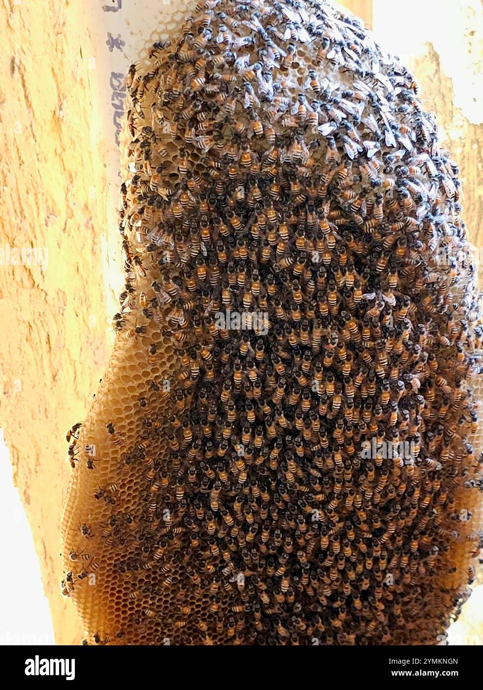 small wild honey bees nest colony, Bees are winged insects closely ...