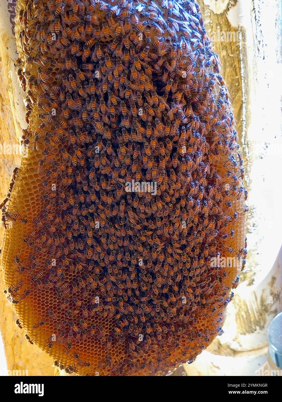 small wild honey bees nest colony, Bees are winged insects closely ...