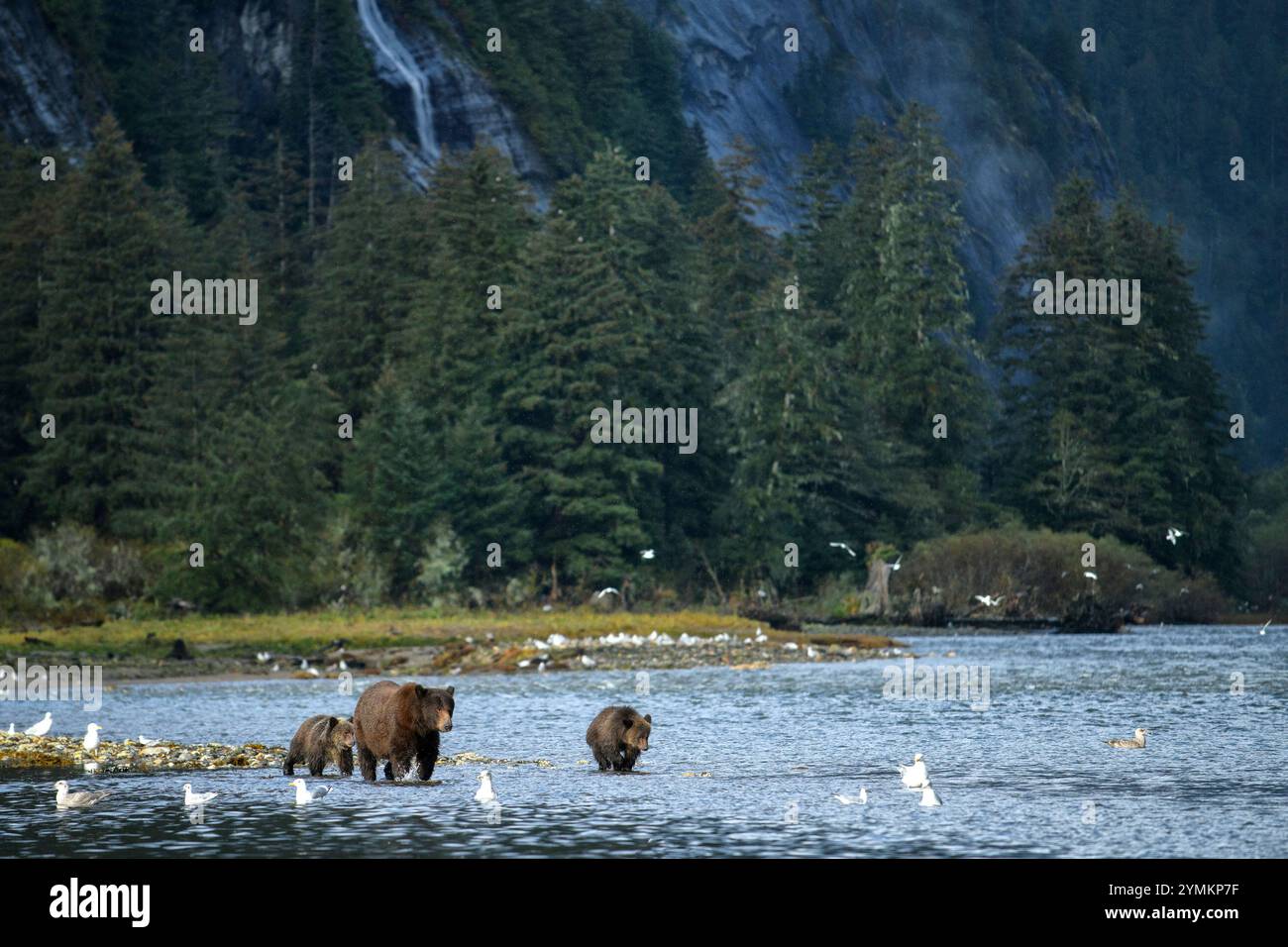 Canada, British Columbia, Central Coast, Great Bear Rain Forest ...