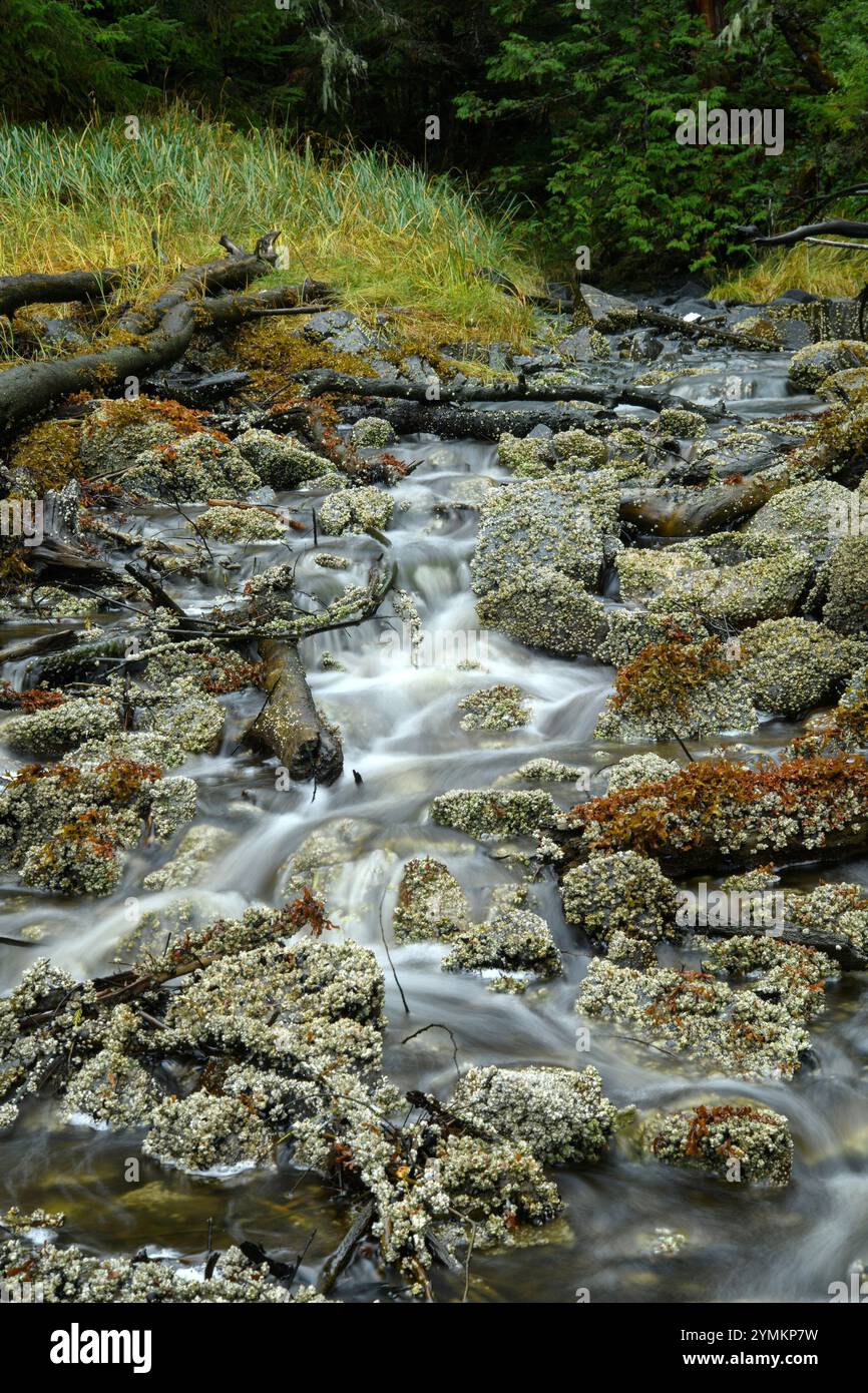 Barnacles balanus glandula hi-res stock photography and images - Alamy