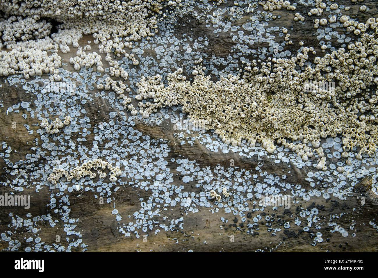 Seepocken balanus glandula hi-res stock photography and images - Alamy