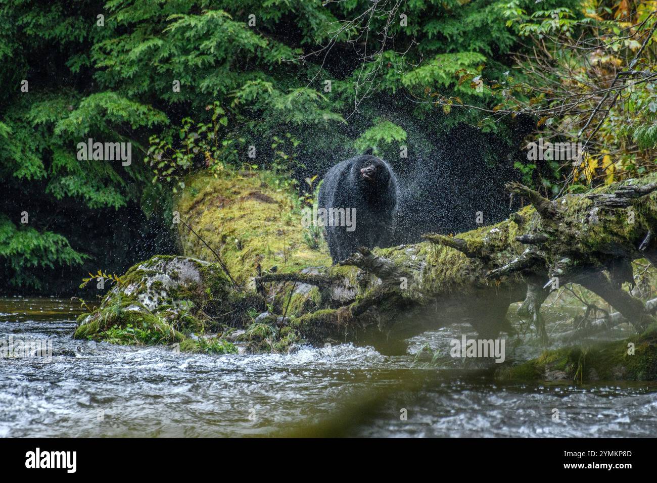 Canada, British Columbia, Central Coast, Great Bear Rain Forest, Black ...