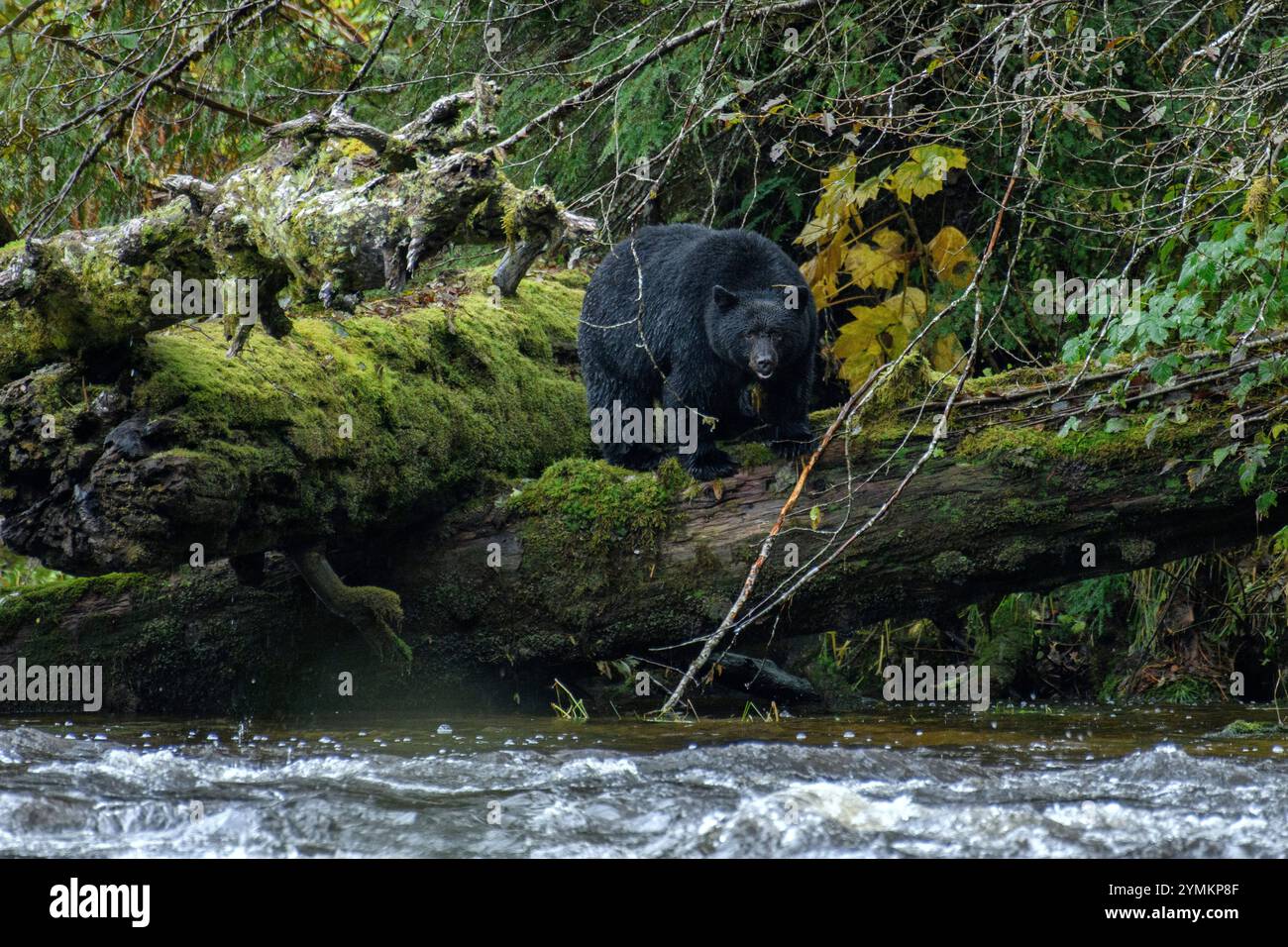 Canada, British Columbia, Central Coast, Great Bear Rain Forest, Black ...
