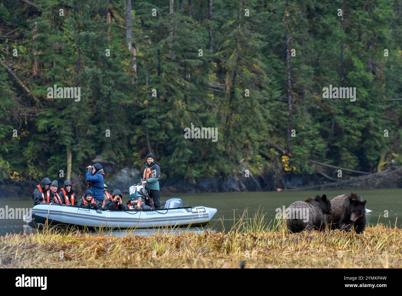 Griyylz bear hi-res stock photography and images - Alamy