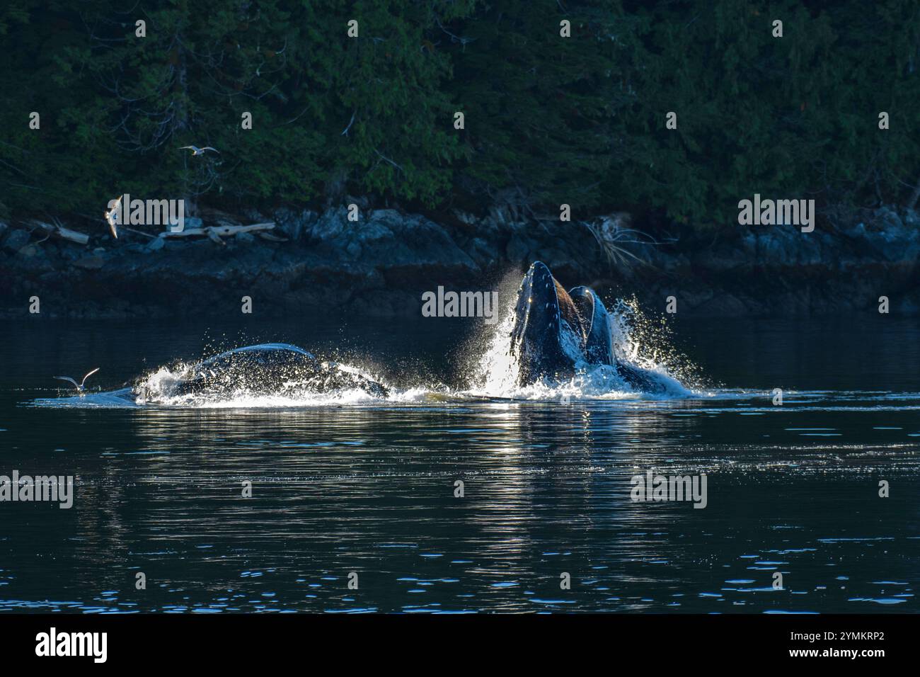 Canada, British Columbia, Central, Coast, Great Bear Rain Forest ...