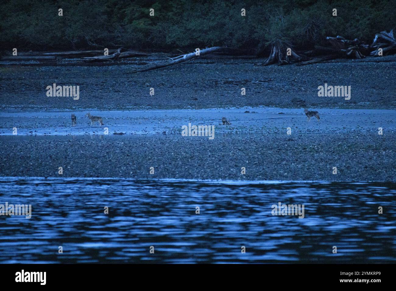 Coastal wolf british columbia hi-res stock photography and images - Alamy