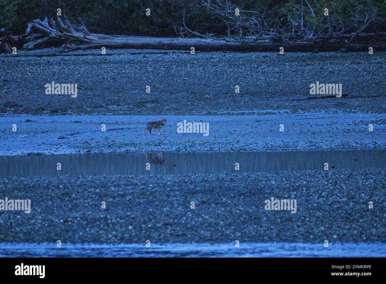 Wildlife viewing kanada hi-res stock photography and images - Alamy
