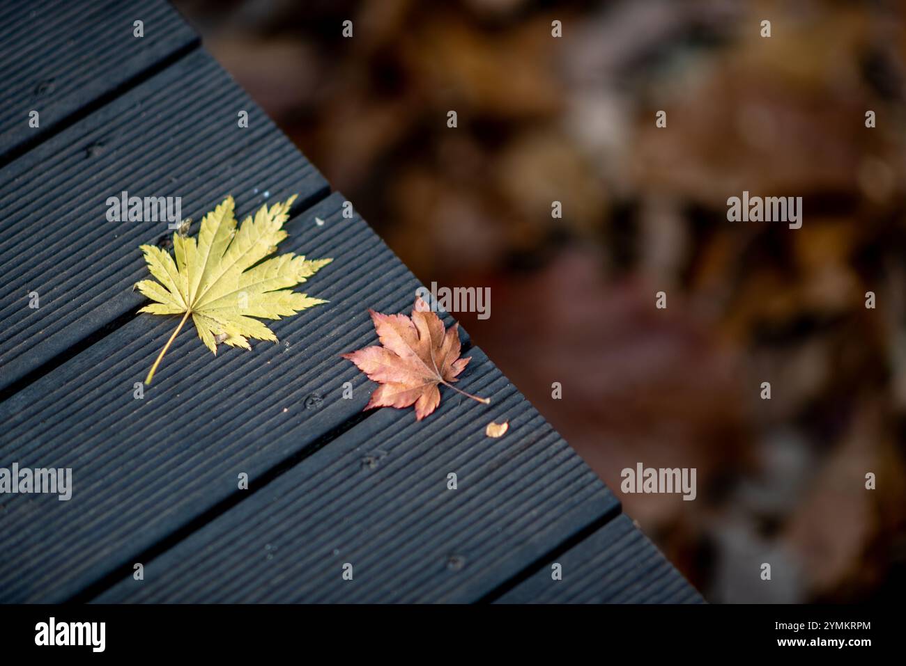 Autumn foliage in Yeouido park in Yeongdeungpo District on Han river in ...
