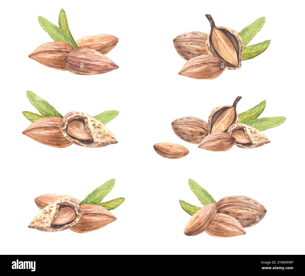 Almond nuts, peeled and in the nutshell stone fruit with leaves ...