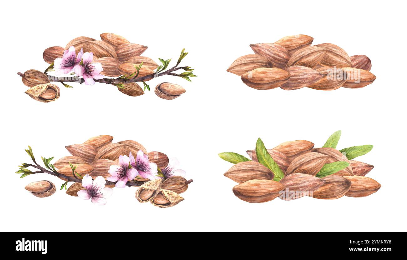 Almond nuts pile with spring tree blooming branch with leaves and ...