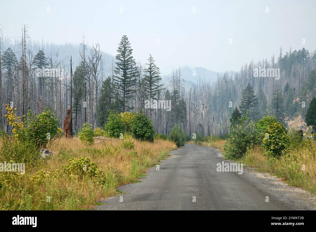 USA, Oregon,Willamette National forest, McKenzie Bridge, burned forest ...