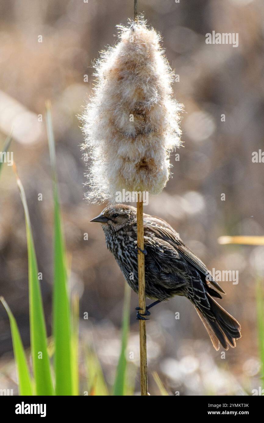 USA, Oregon, Bend, Deschutes river, Agelaius phoeniceus, Red-winged ...