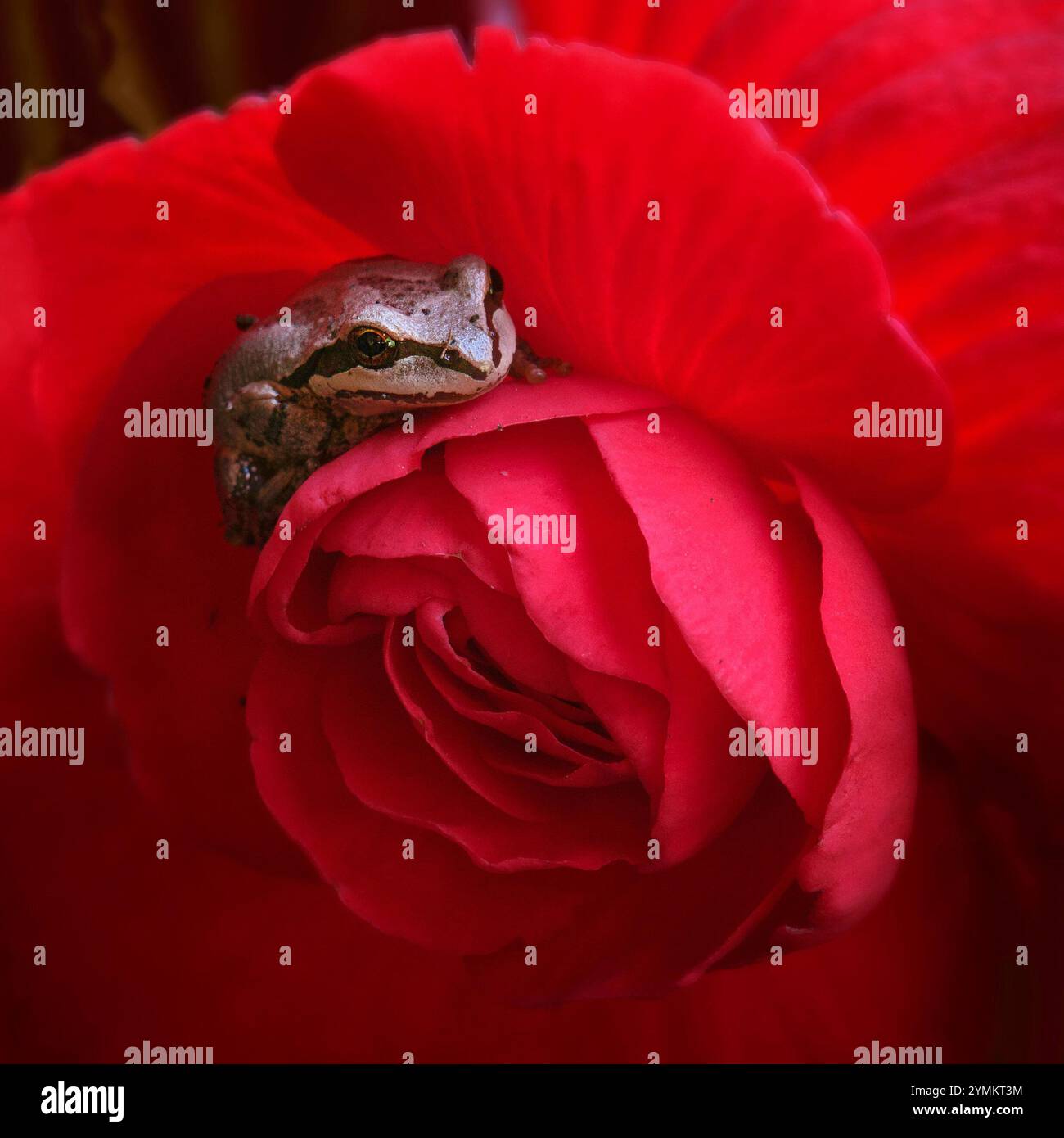 USA, Oregon, Bend, frog, Pacific Tree Frog, Pseudacris regilla Stock ...