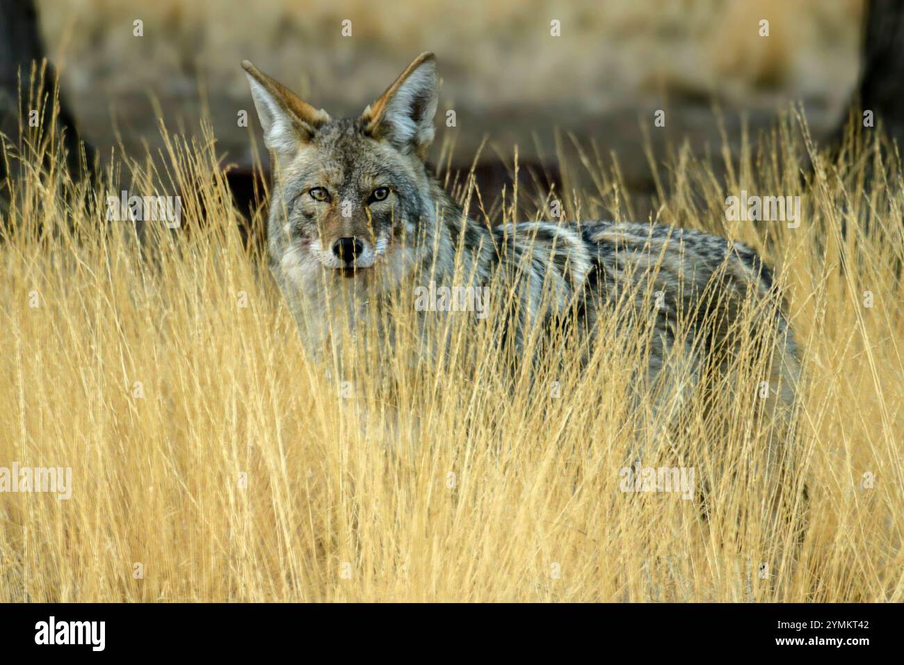 Oregon wildtiere hi-res stock photography and images - Alamy