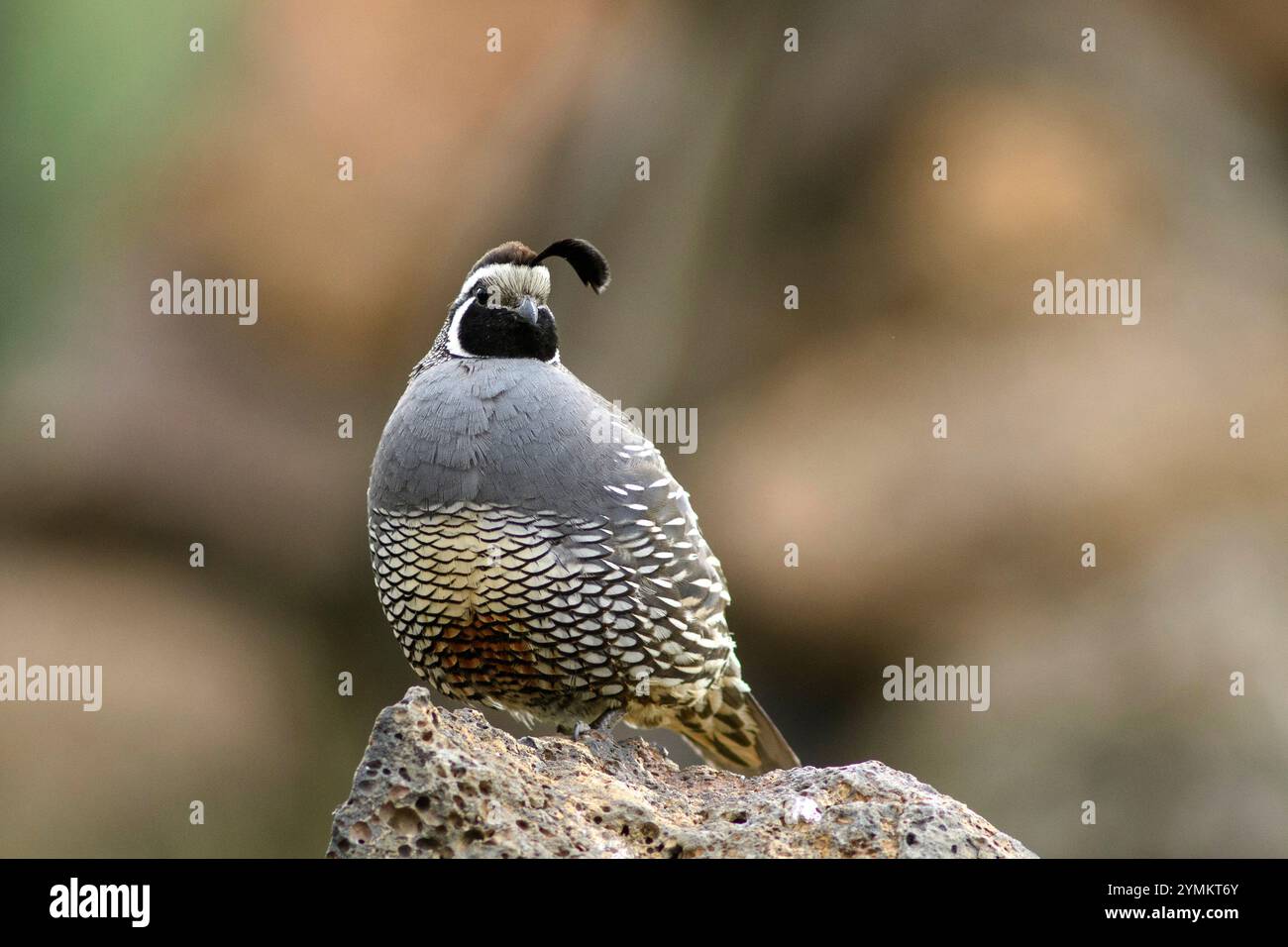 Kalifornische wachtel hi-res stock photography and images - Alamy