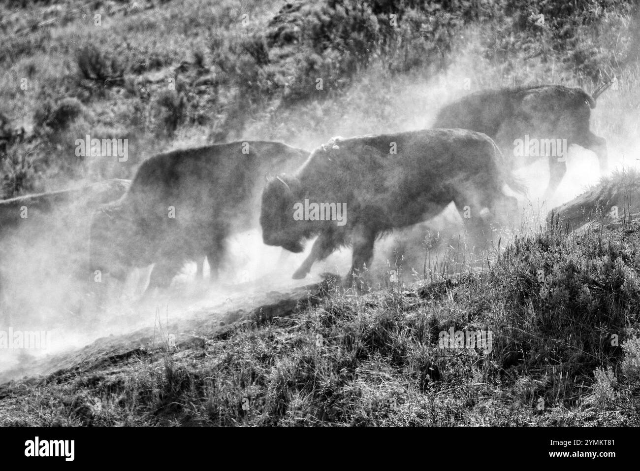 Stampede bison hi-res stock photography and images - Alamy