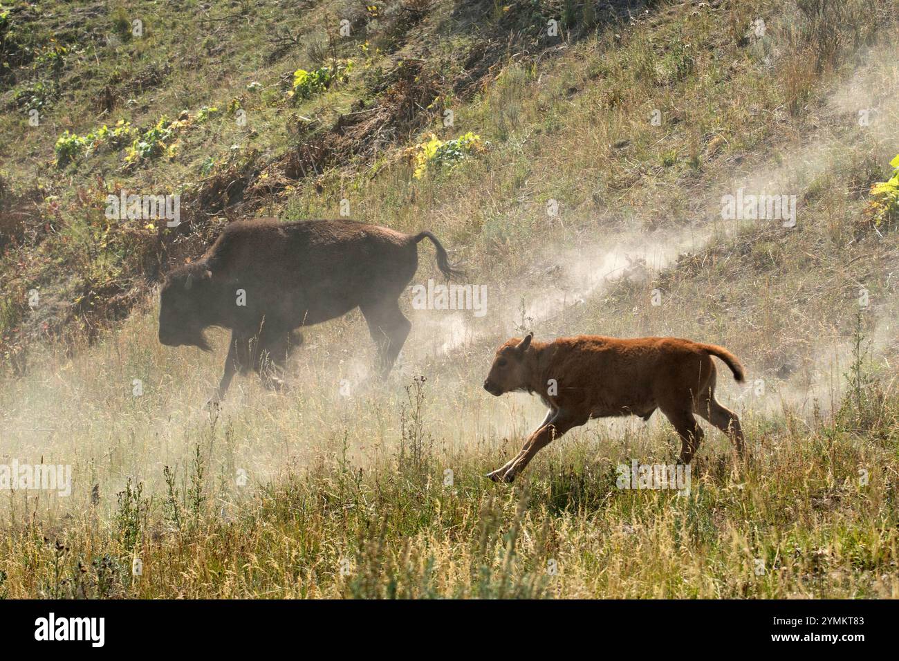 Stampede bison hi-res stock photography and images - Alamy