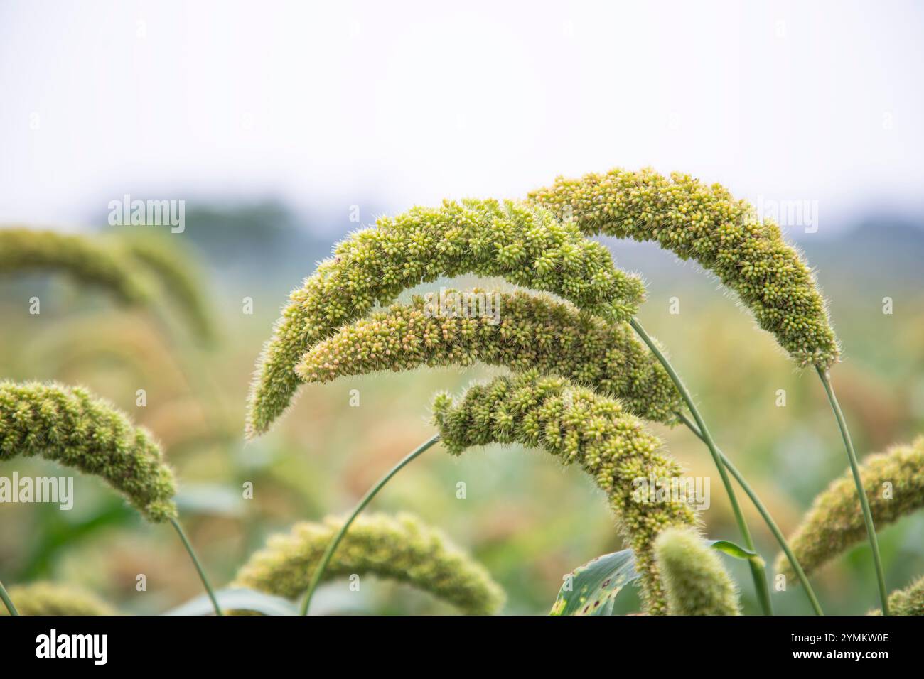 Group Millet Spike of Cereal Grains With Blurry Background Stock Photo ...