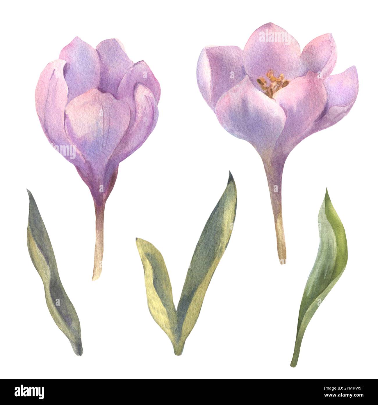 Set of White and purple crocuses. Flowers painted in watercolor. A clip ...