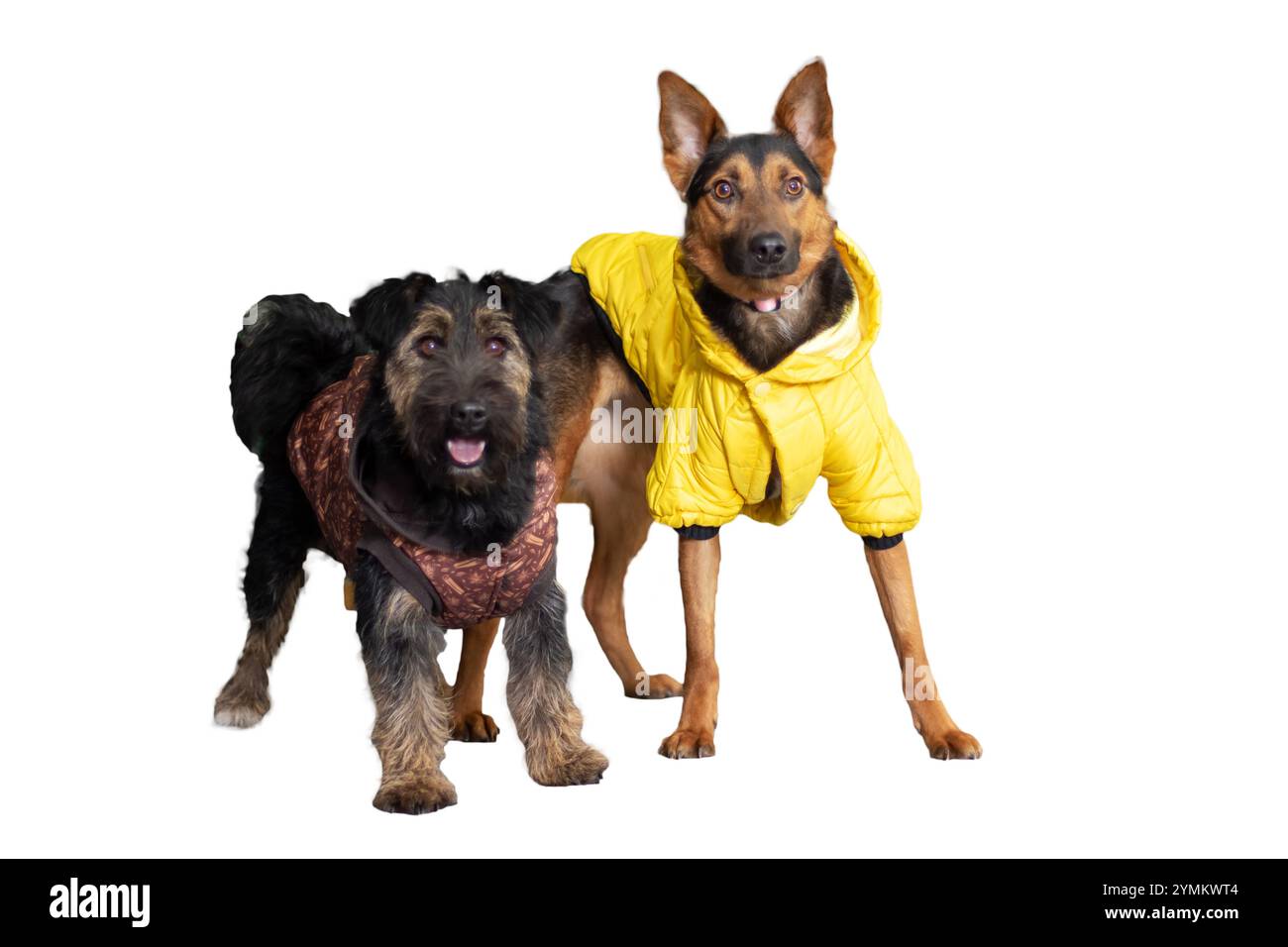 Adorable interaction Cut Out Stock Images & Pictures - Alamy