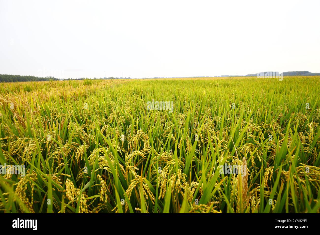 The autumn rice fields Stock Photo - Alamy
