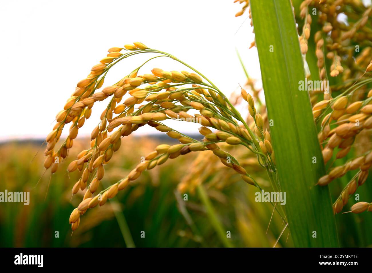 The autumn rice fields Stock Photo - Alamy